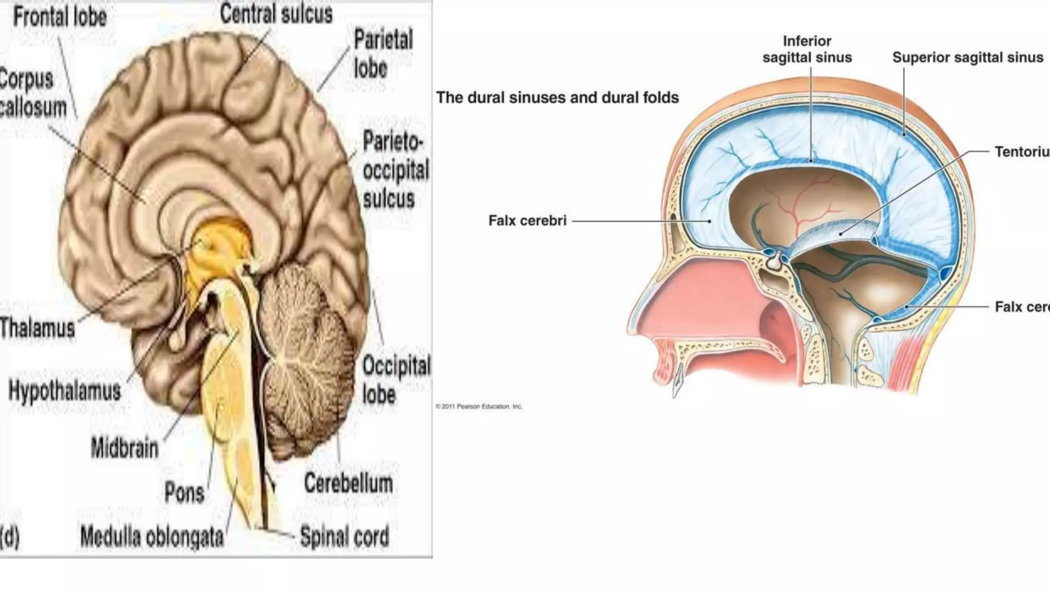 Lecture of midbrain | PPTX