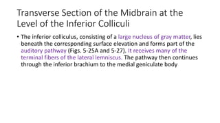 Lecture of midbrain | PPTX