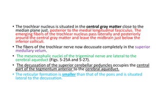 Lecture of midbrain | PPTX