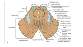 Lecture of midbrain | PPTX