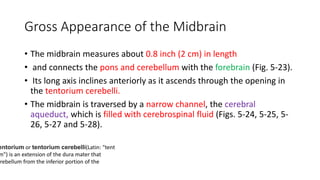 Lecture of midbrain | PPTX