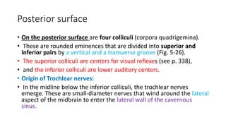 Lecture of midbrain | PPTX