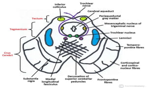 Lecture of midbrain | PPTX