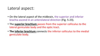 Lecture of midbrain | PPTX