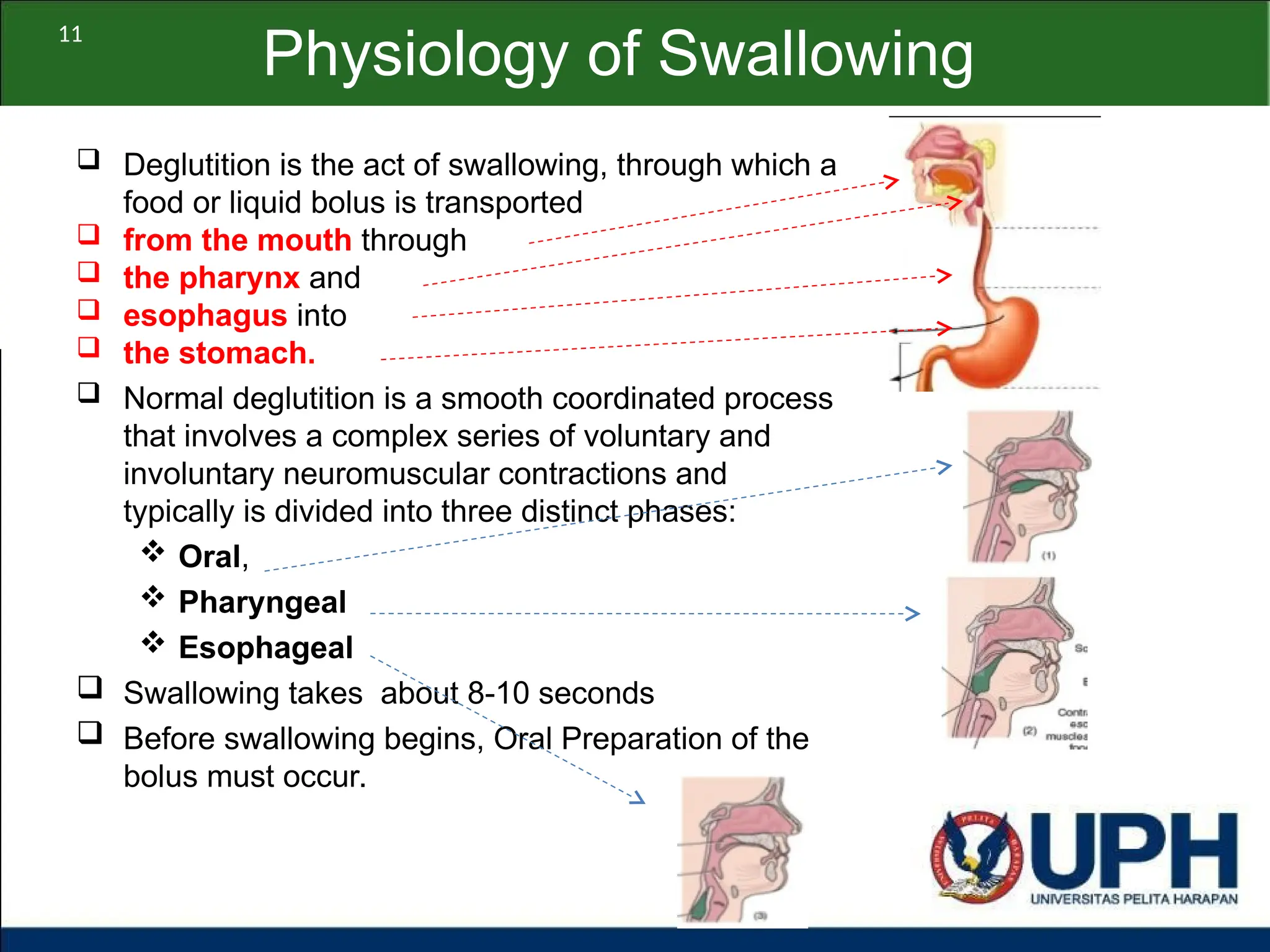 Lecture of upper Gatrointesinal tract.ppt