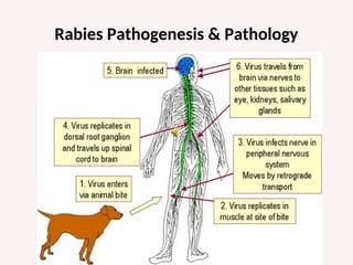Lecture of Virology (Rabies)with Audio.ppt