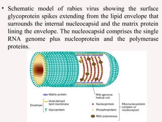 Lecture of Virology (Rabies)with Audio.ppt