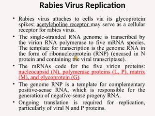 Lecture of Virology (Rabies)with Audio.ppt