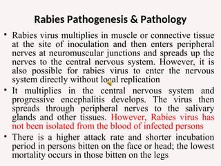Lecture of Virology (Rabies)with Audio.ppt