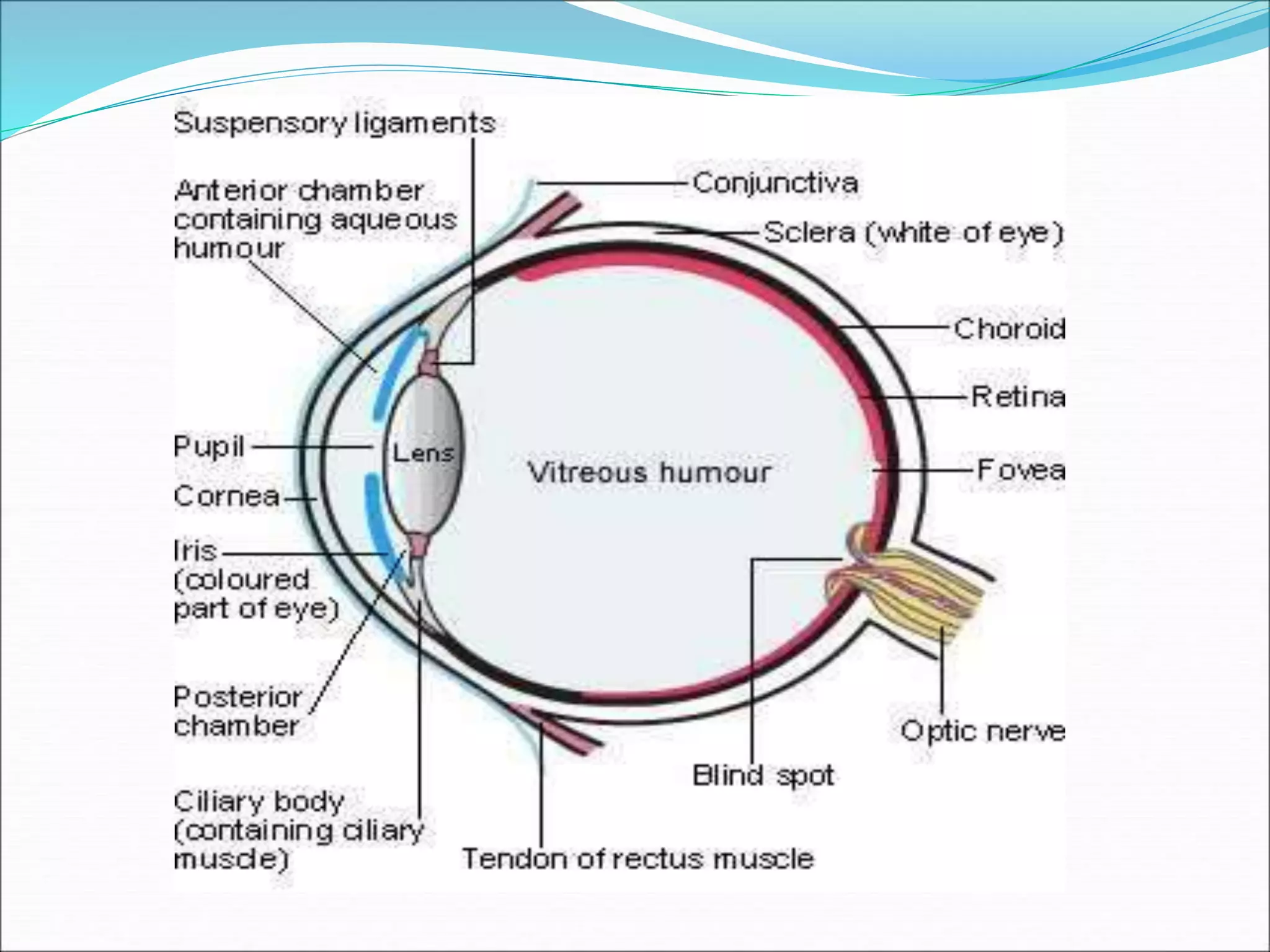 lecture_on_anterior_uveitis_new.ppt