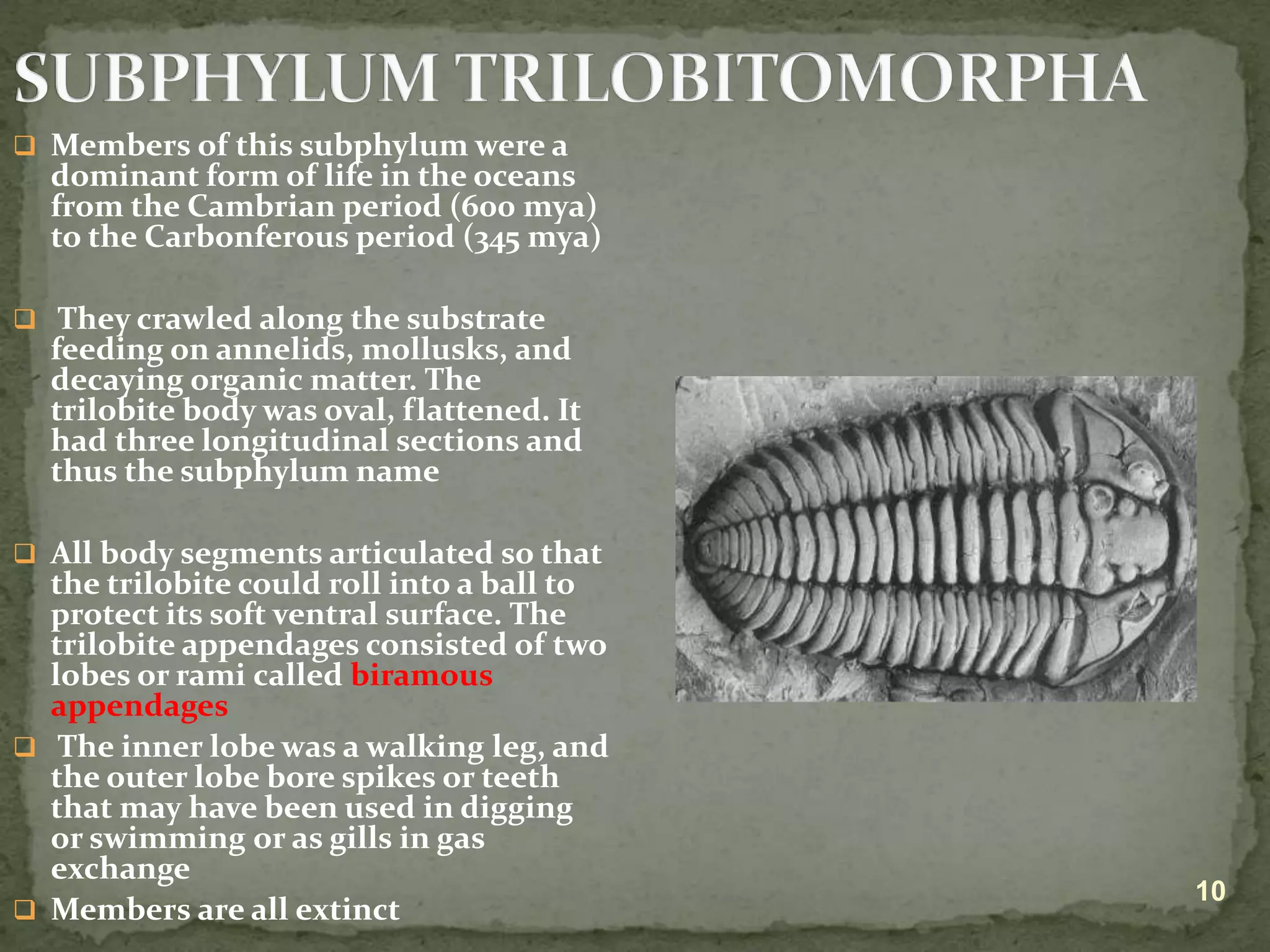 Lecture on arthropods and echinoderms.ppt