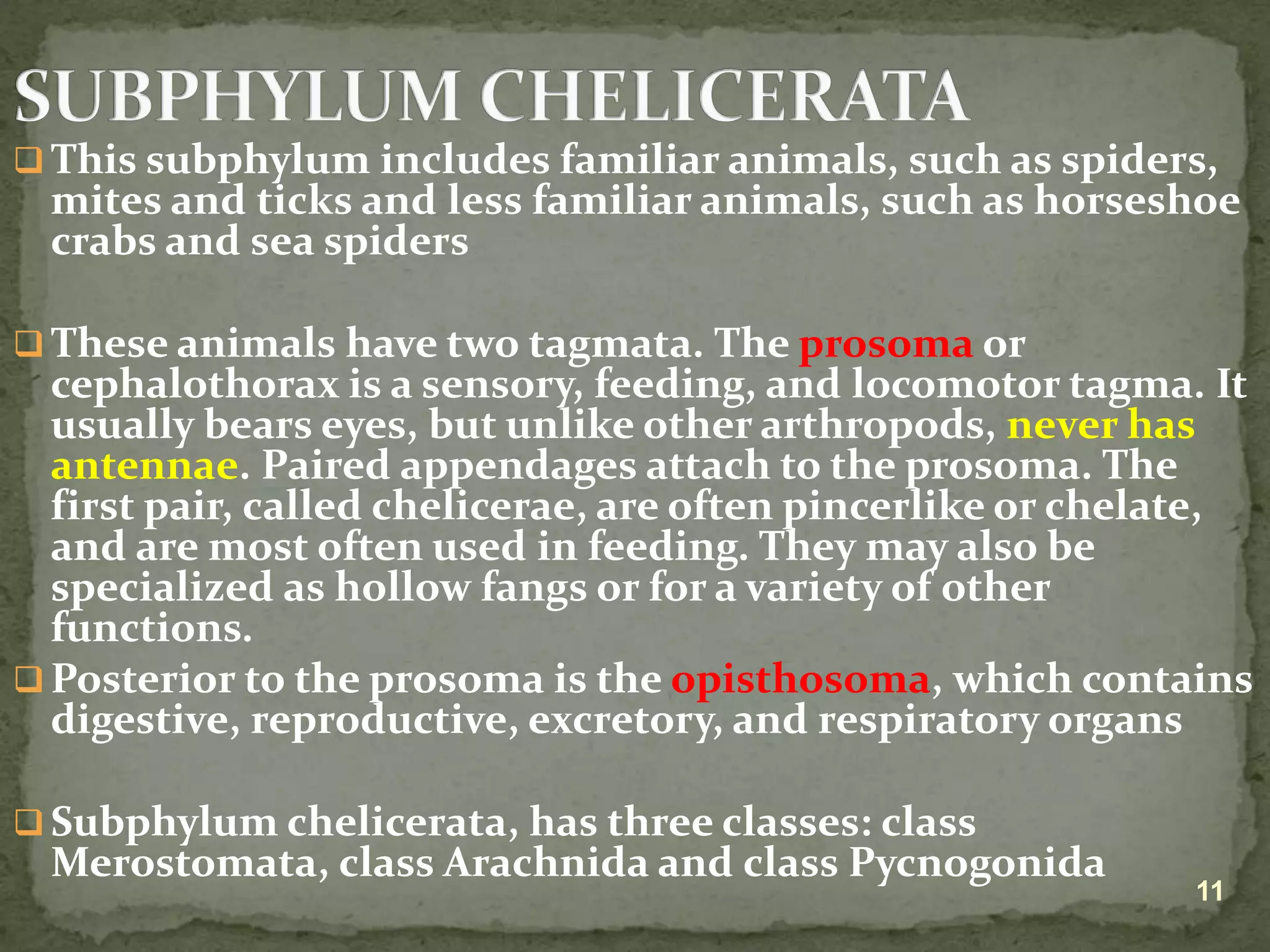 Lecture on arthropods and echinoderms.ppt