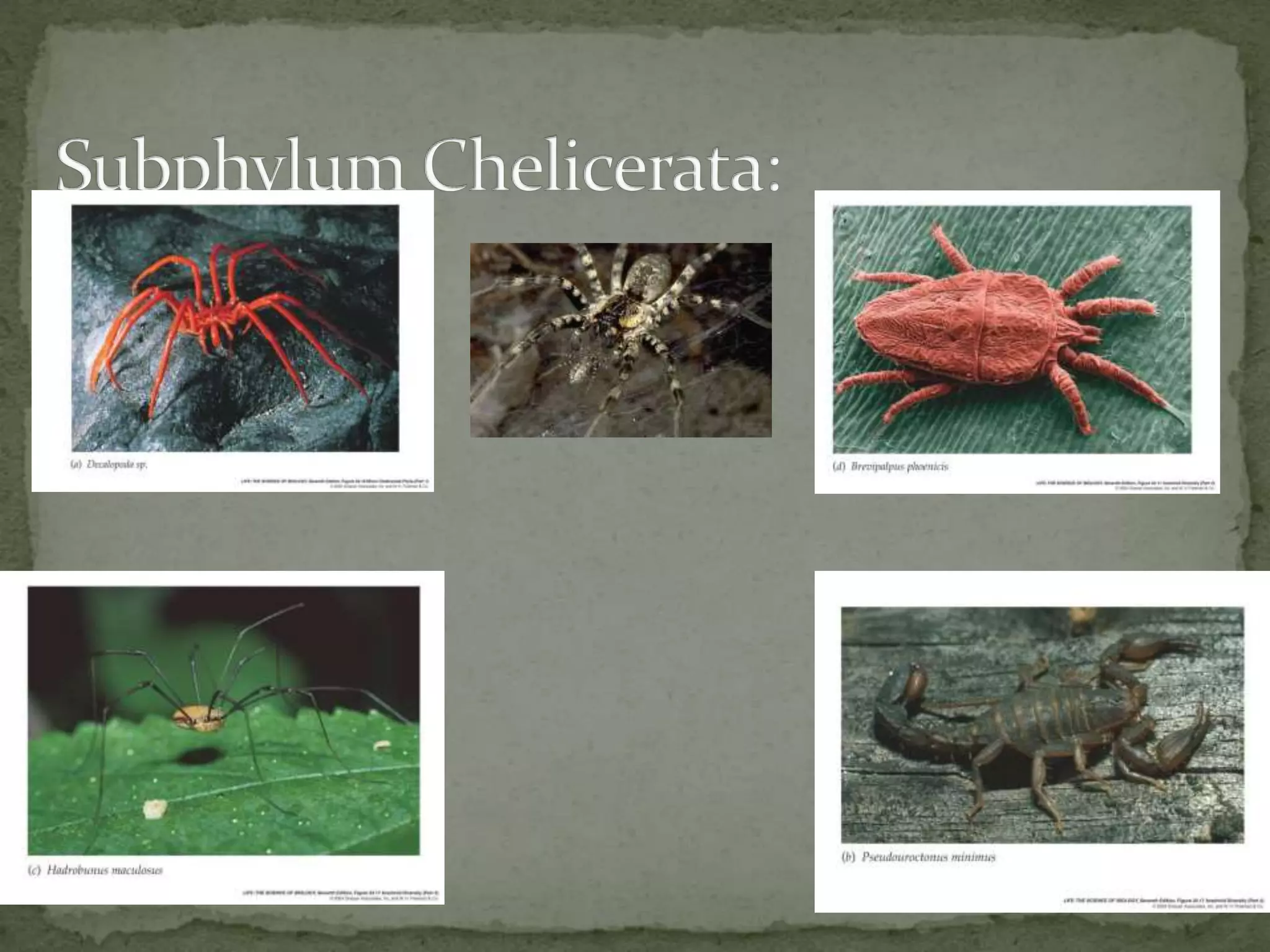 Lecture on arthropods and echinoderms.ppt