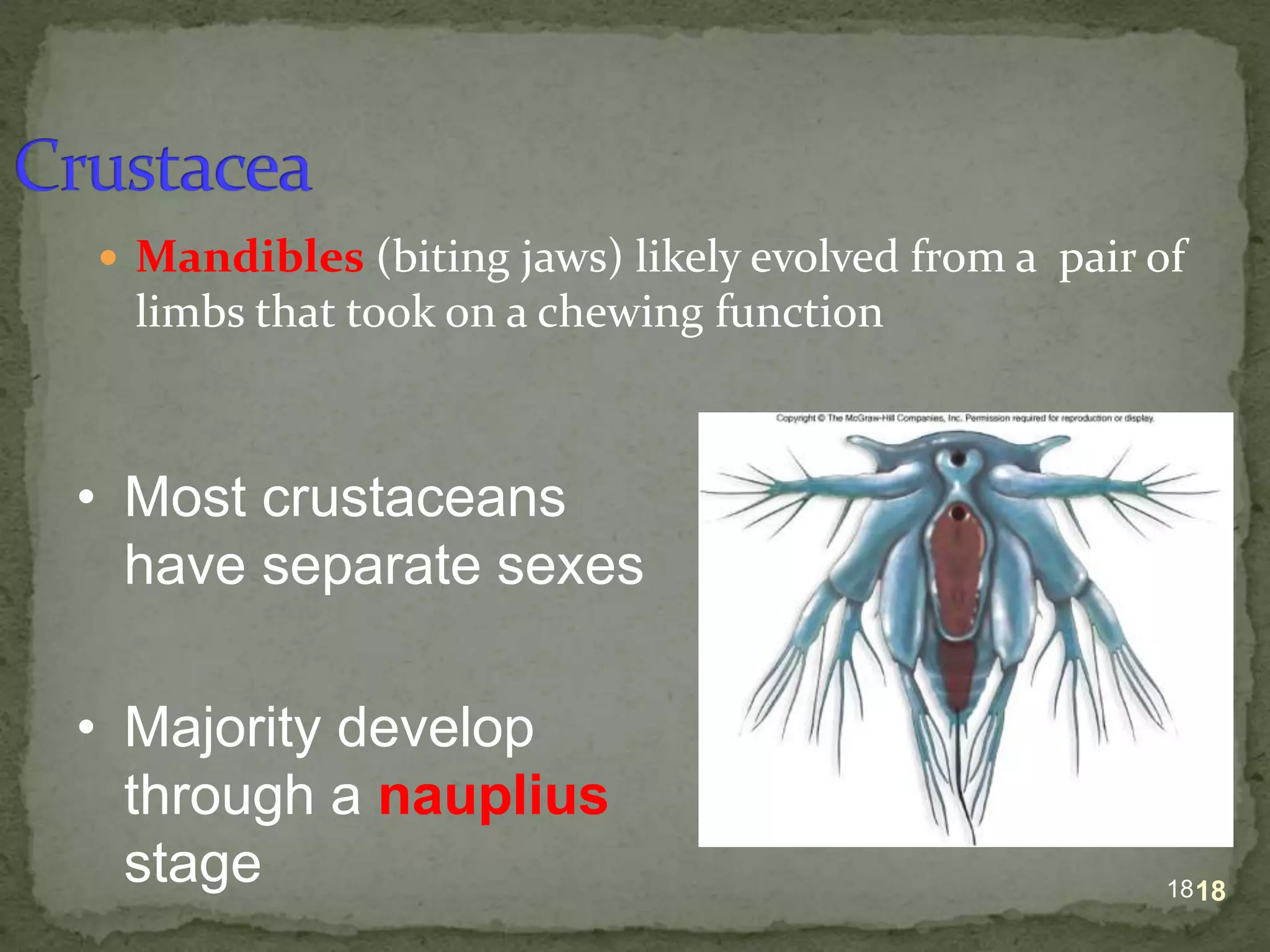 Lecture on arthropods and echinoderms.ppt