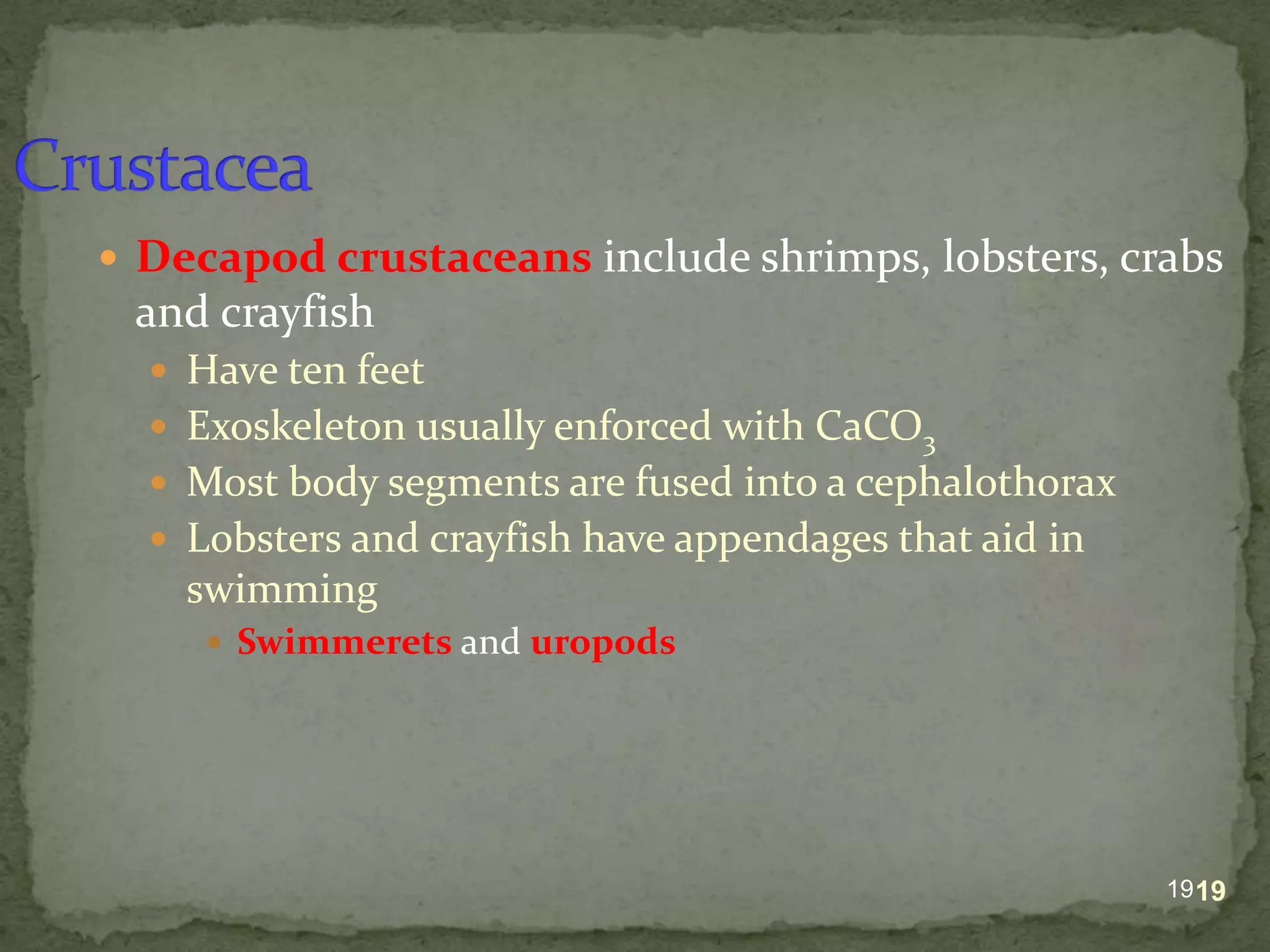 Lecture on arthropods and echinoderms.ppt