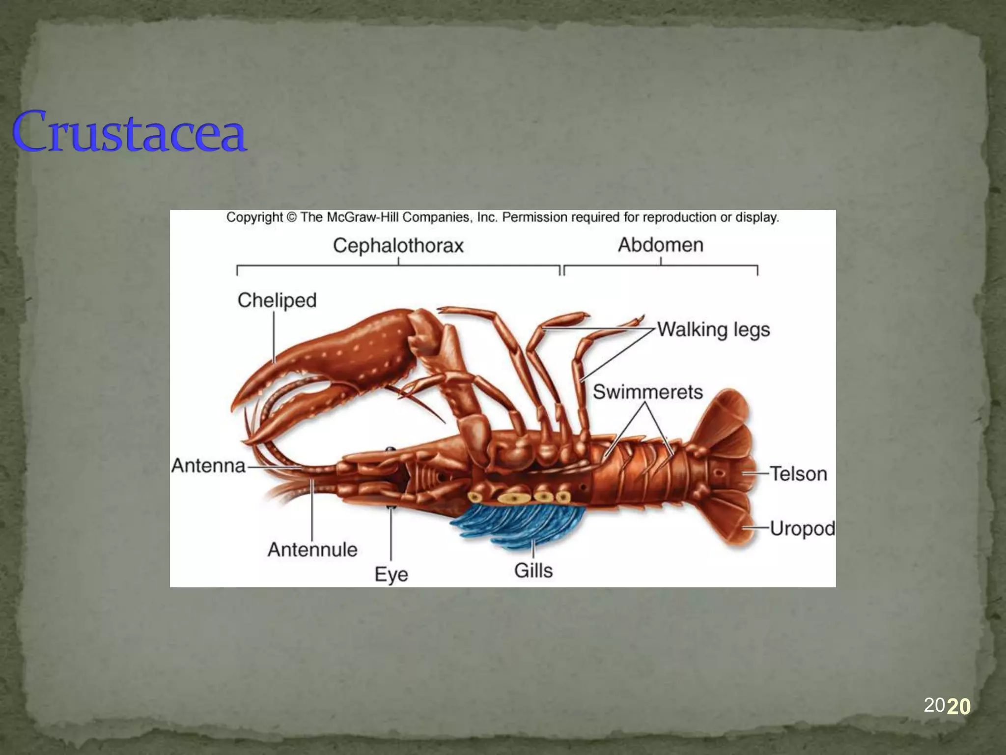 Lecture on arthropods and echinoderms.ppt