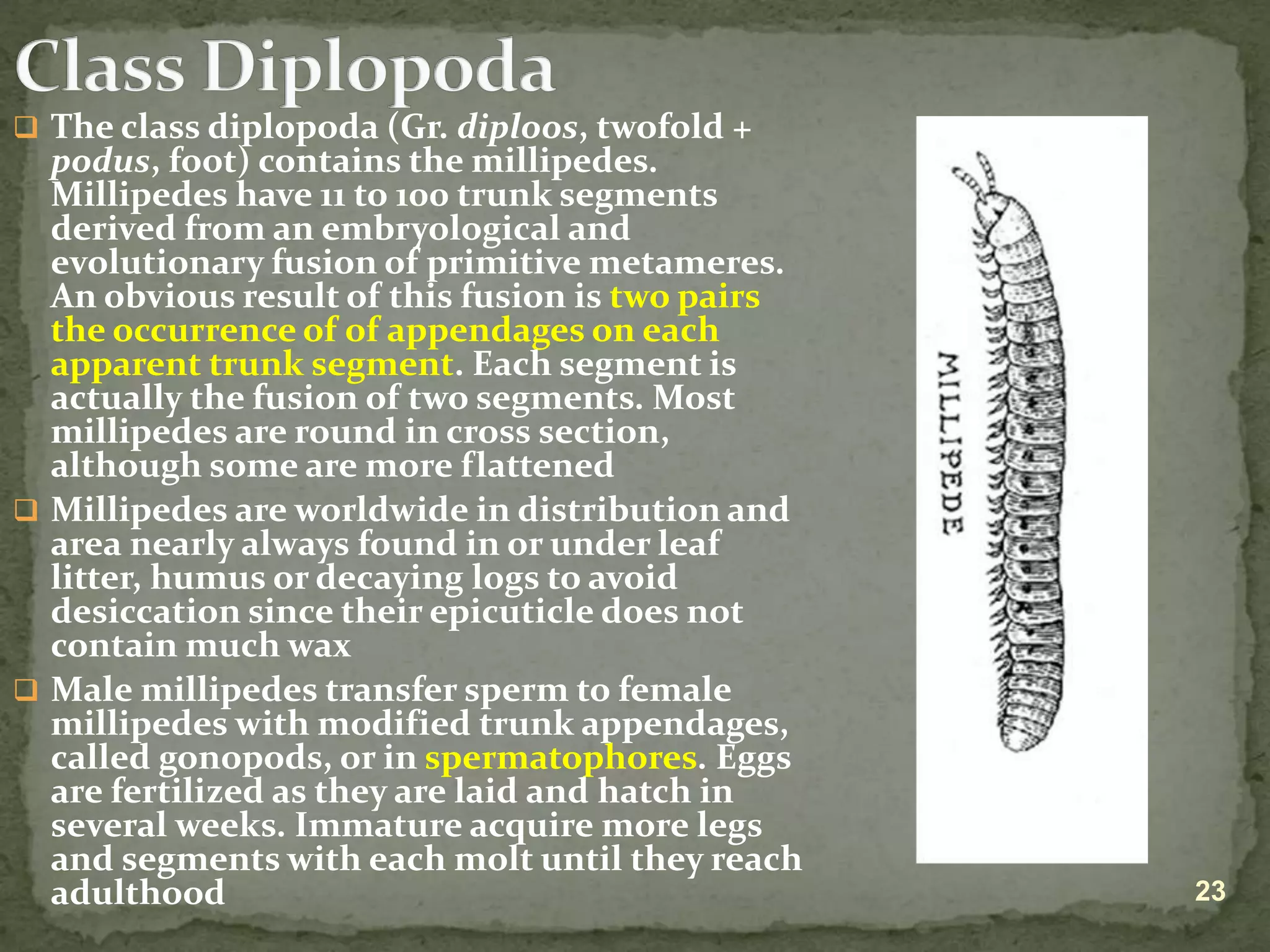 Lecture on arthropods and echinoderms.ppt