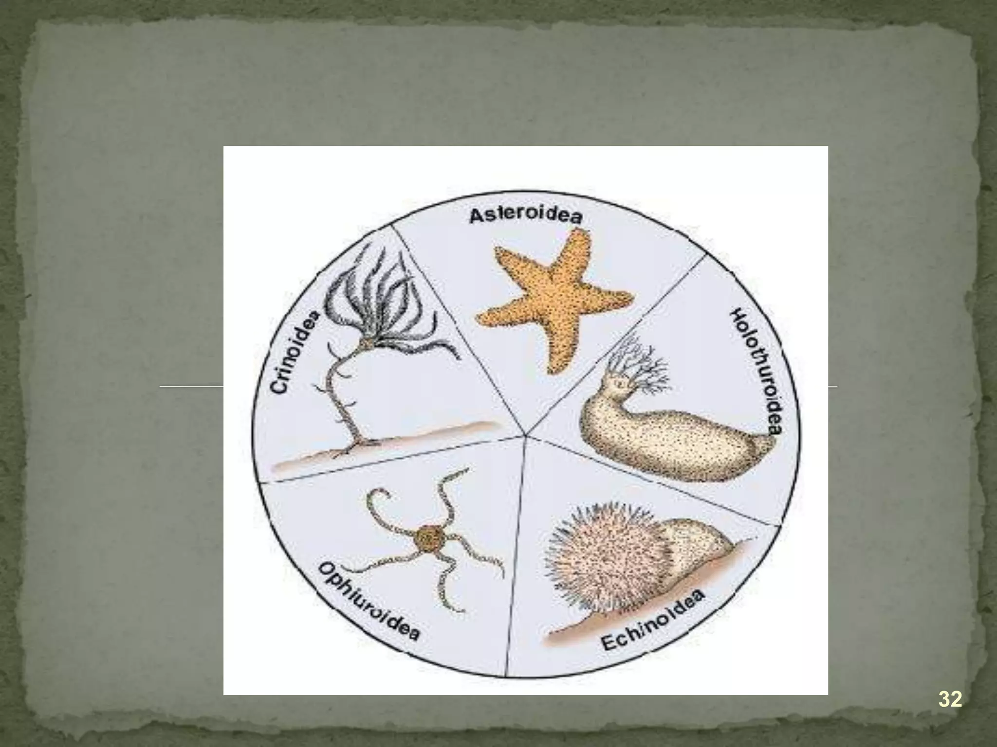 Lecture on arthropods and echinoderms.ppt