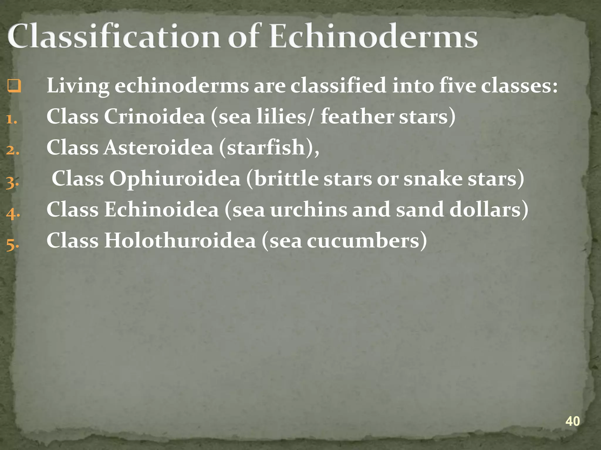 Lecture on arthropods and echinoderms.ppt