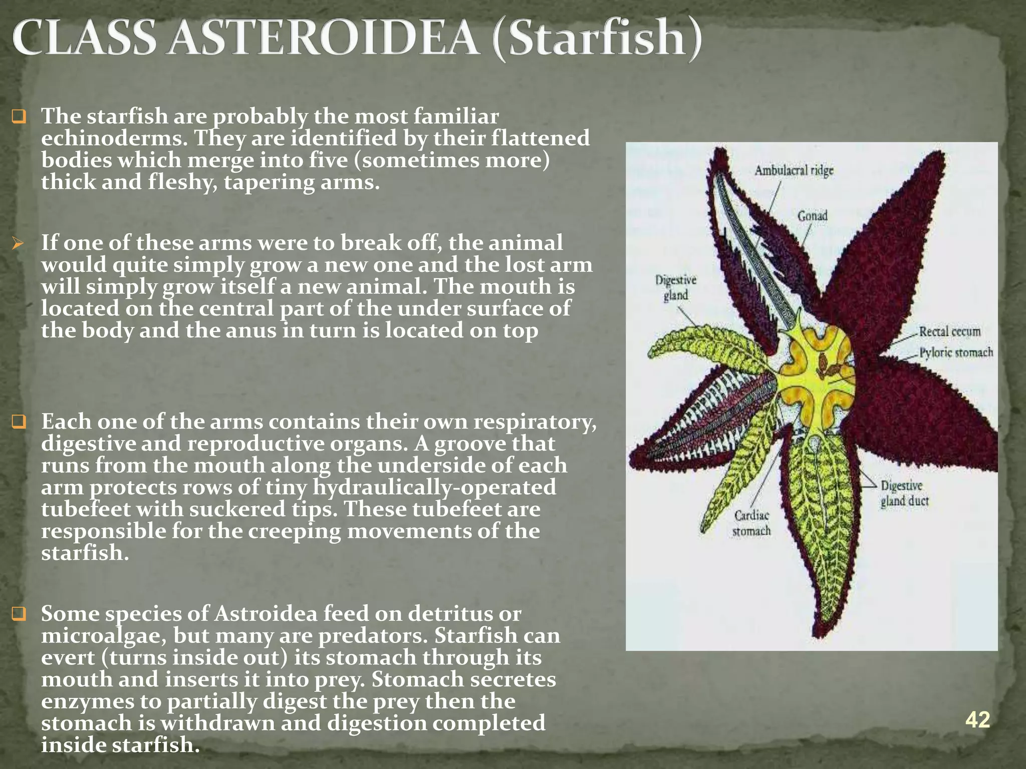 Lecture on arthropods and echinoderms.ppt