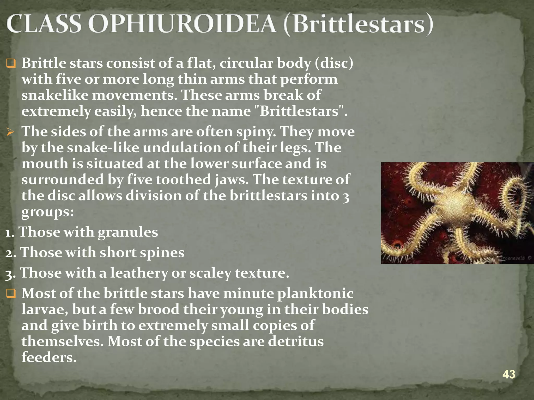 Lecture on arthropods and echinoderms.ppt