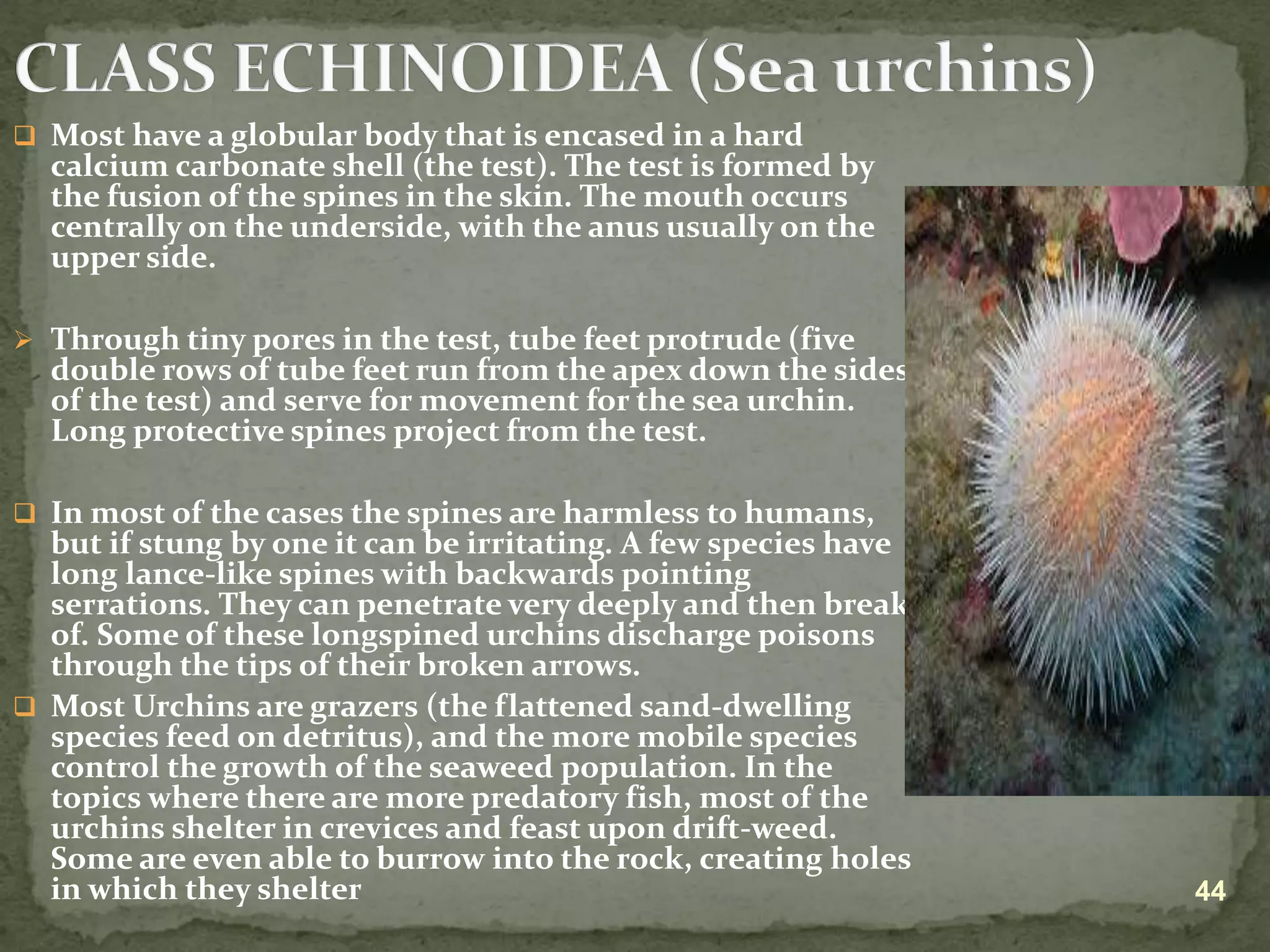 Lecture on arthropods and echinoderms.ppt