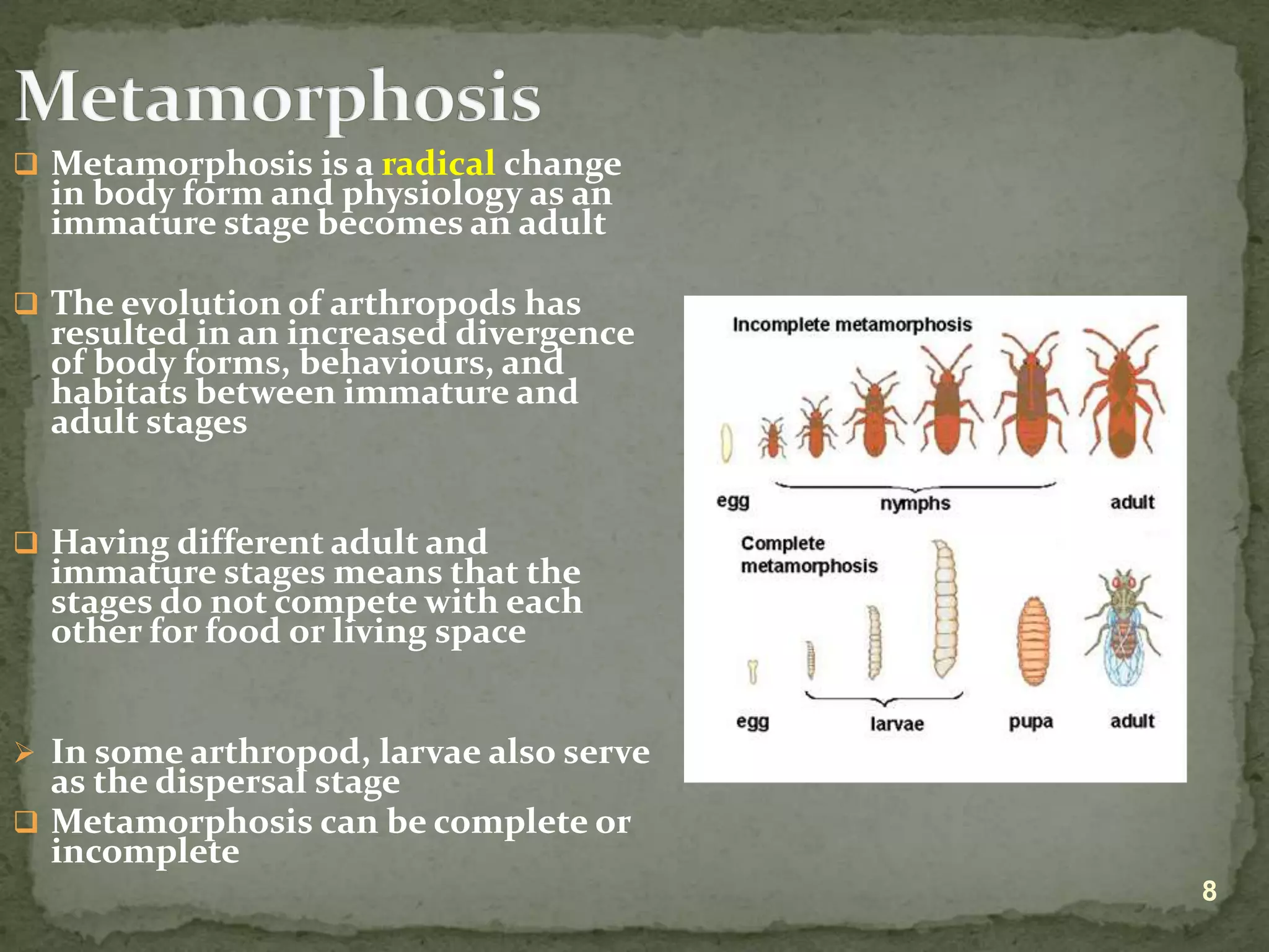 Lecture on arthropods and echinoderms.ppt