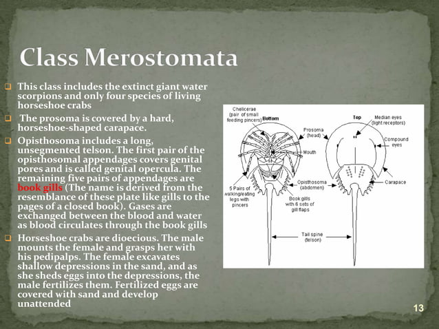 Lecture on arthropods and echinoderms.ppt