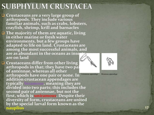 Lecture on arthropods and echinoderms.ppt