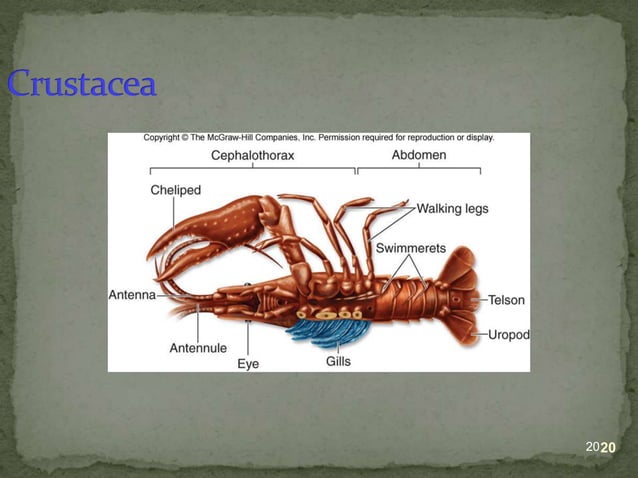 Lecture on arthropods and echinoderms.ppt