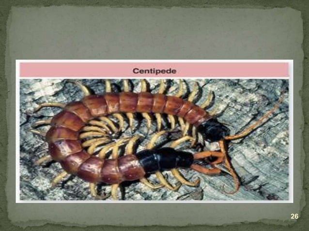 Lecture on arthropods and echinoderms.ppt