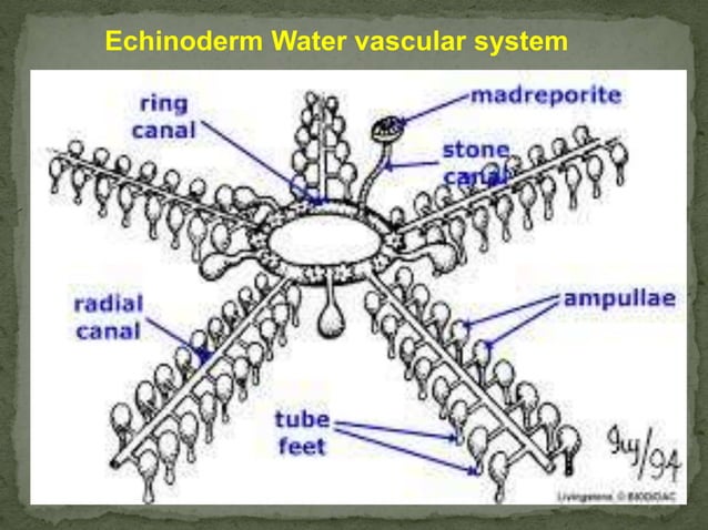 Lecture on arthropods and echinoderms.ppt