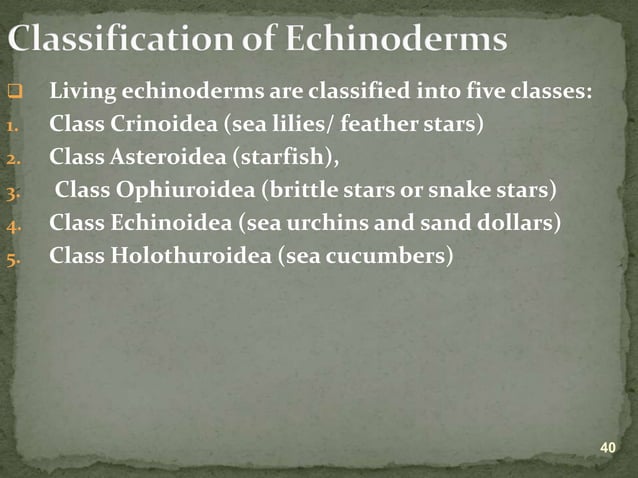Lecture on arthropods and echinoderms.ppt