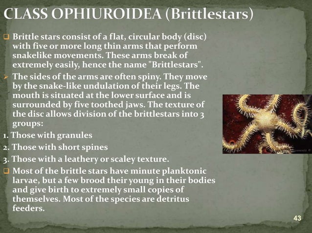 Lecture on arthropods and echinoderms.ppt