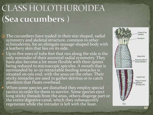 Lecture on arthropods and echinoderms.ppt