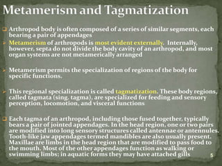 Lecture on arthropods and echinoderms.ppt
