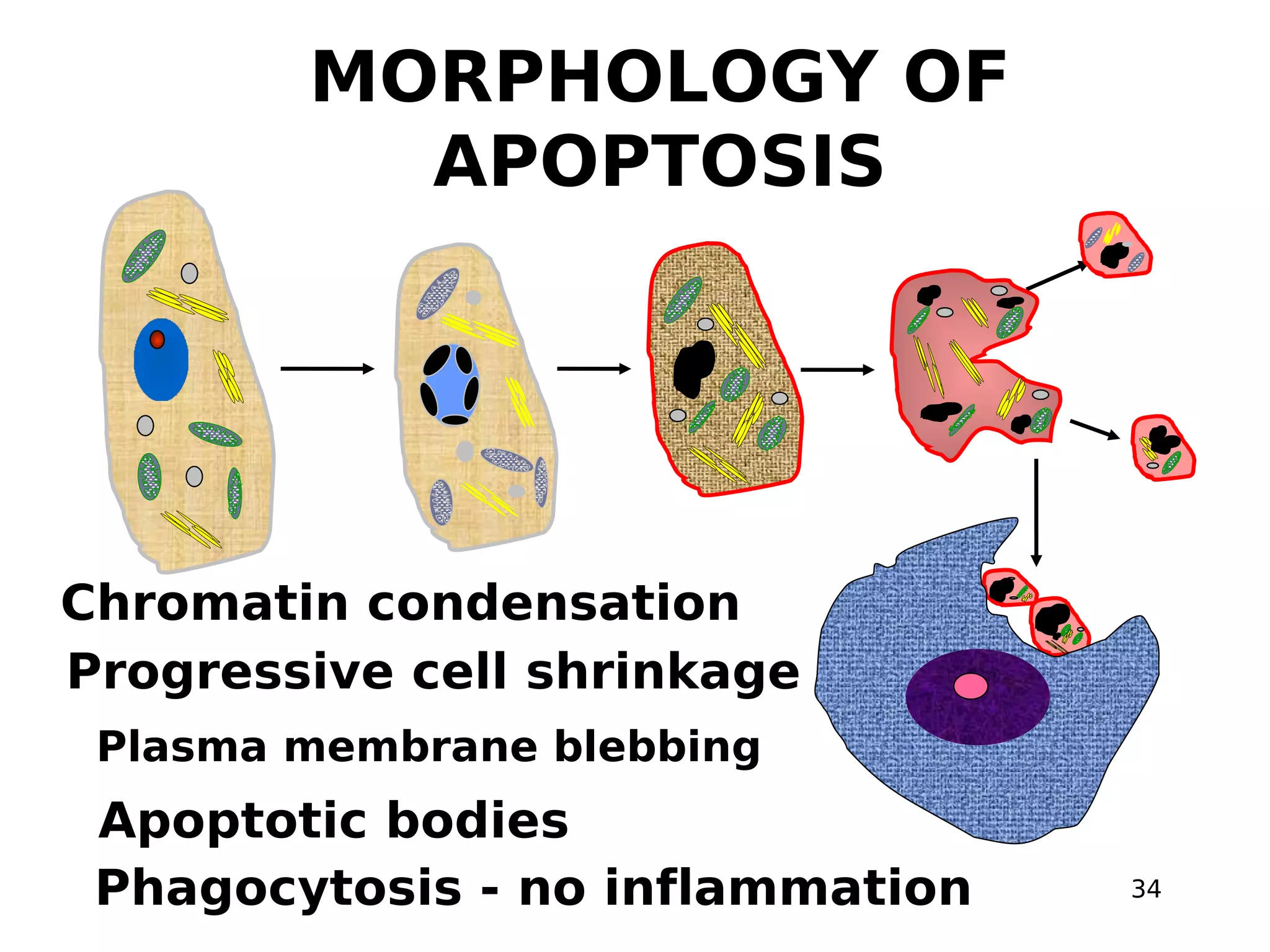 Principles of cell injury and cellular adaptation .ppt