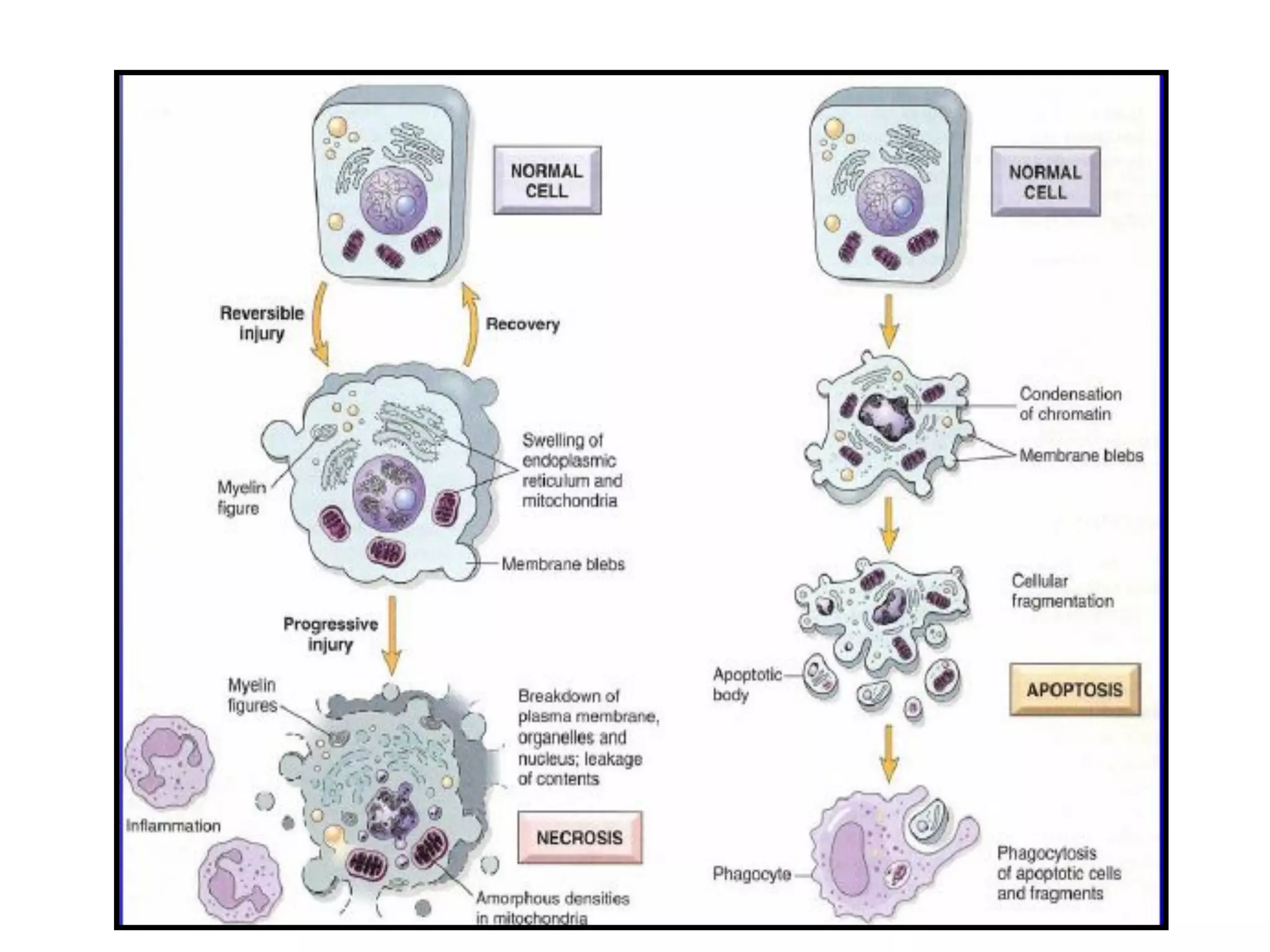 Principles of cell injury and cellular adaptation .ppt