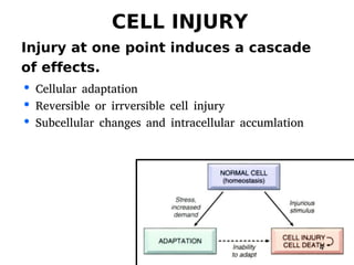 Principles of cell injury and cellular adaptation .ppt