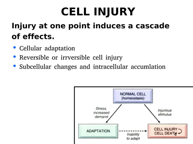 Principles of cell injury and cellular adaptation .ppt