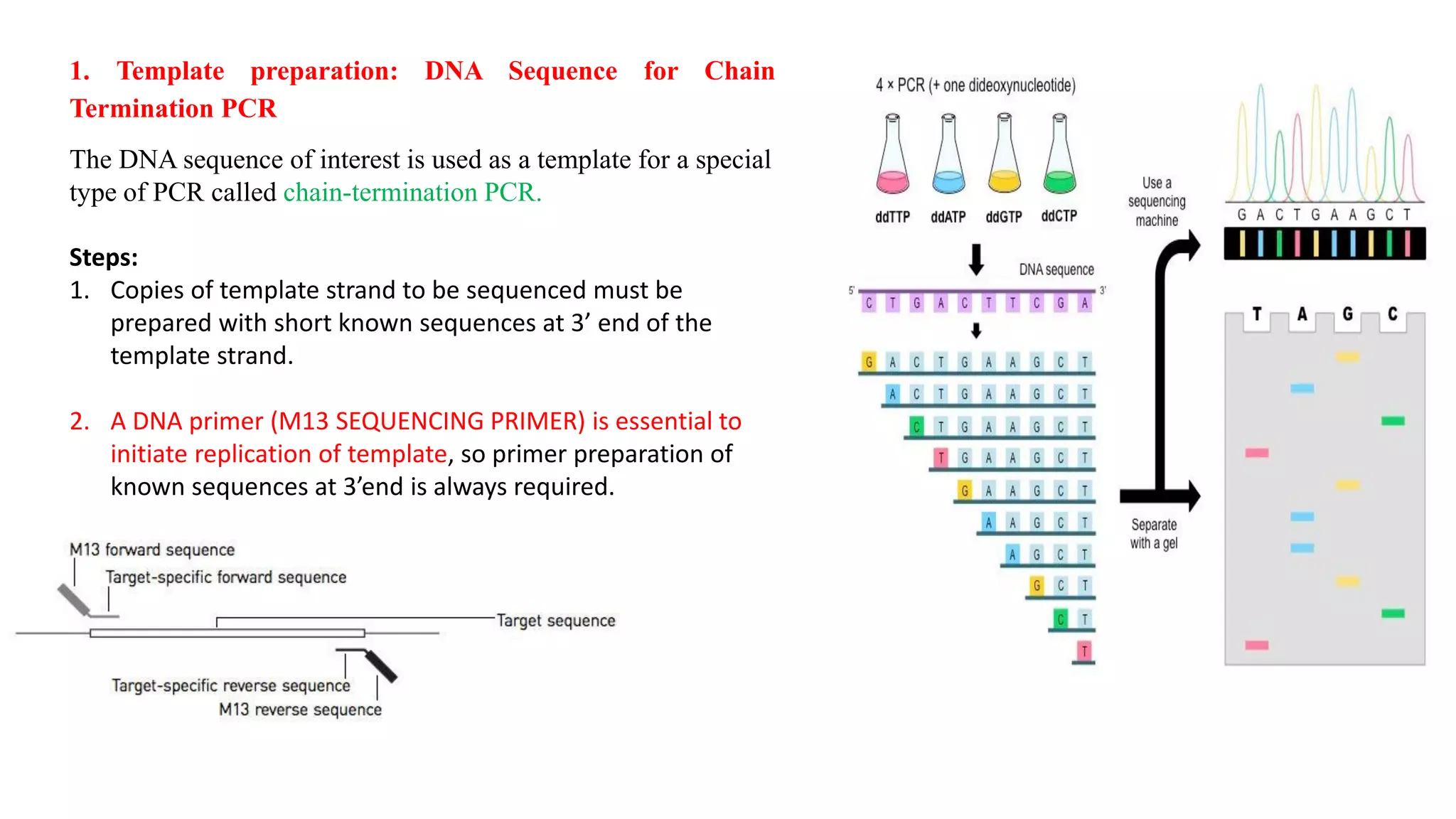 Lecture on DNA sequencing | PDF