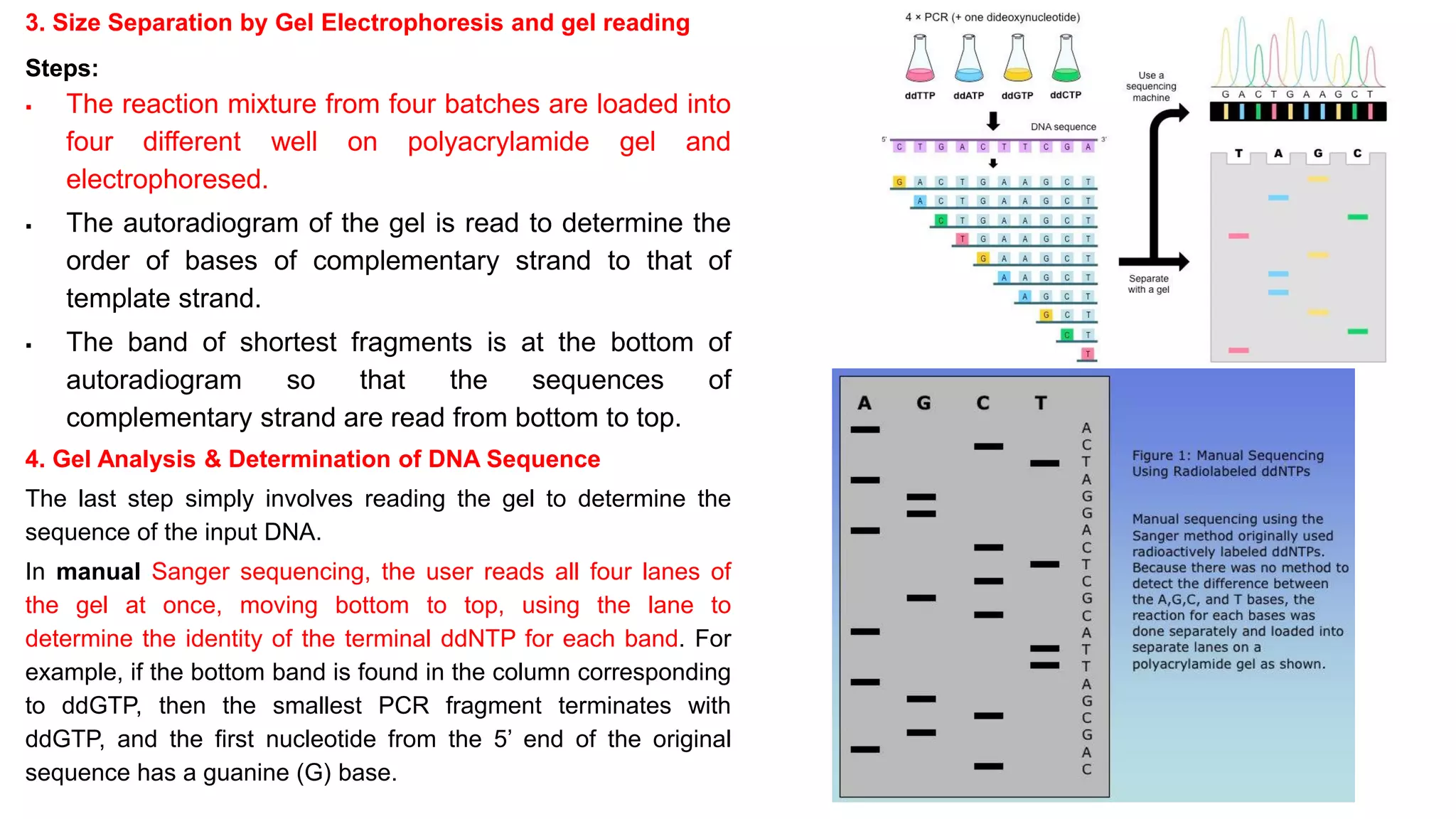 Lecture on DNA sequencing | PDF