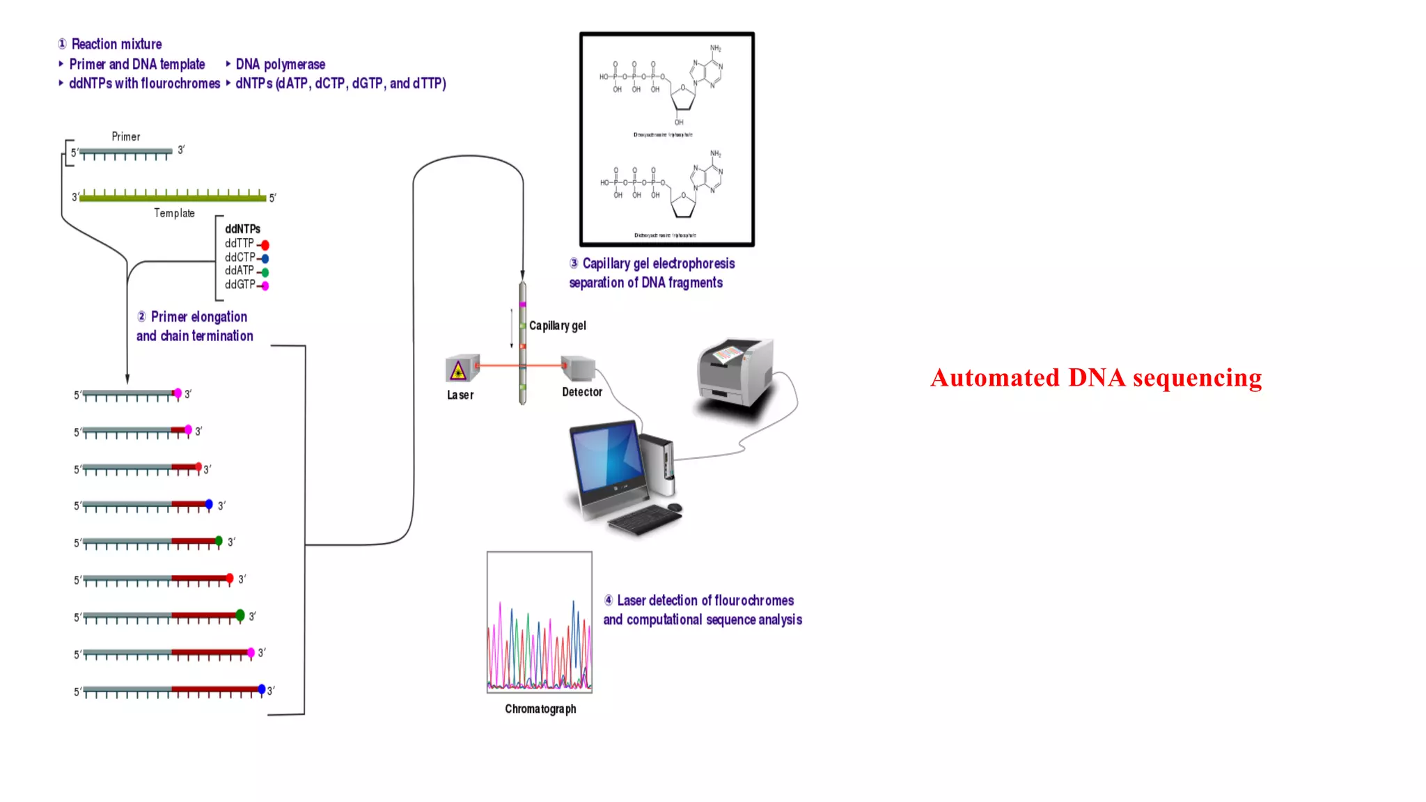 Lecture on DNA sequencing | PDF