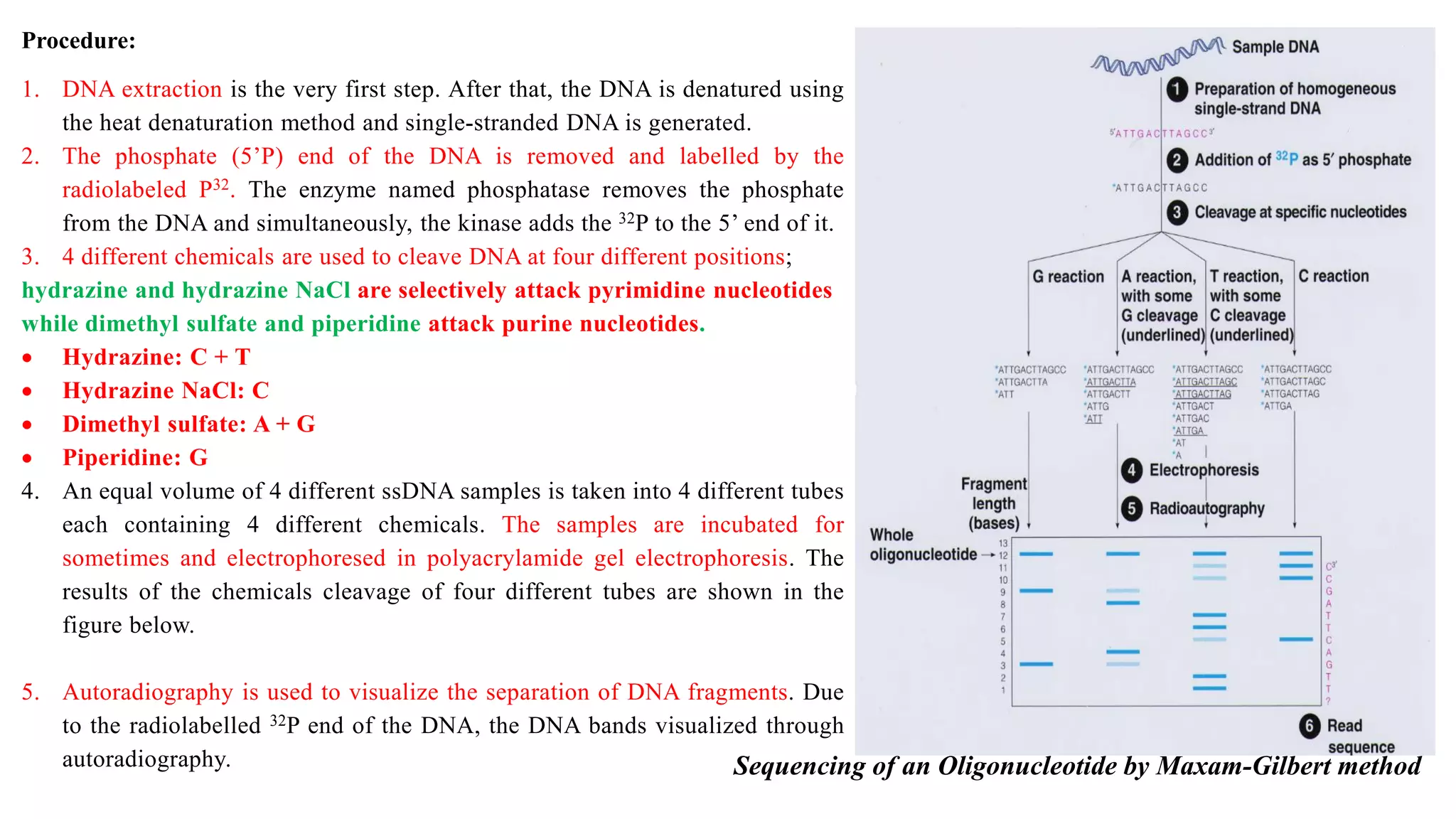 Lecture on DNA sequencing | PDF