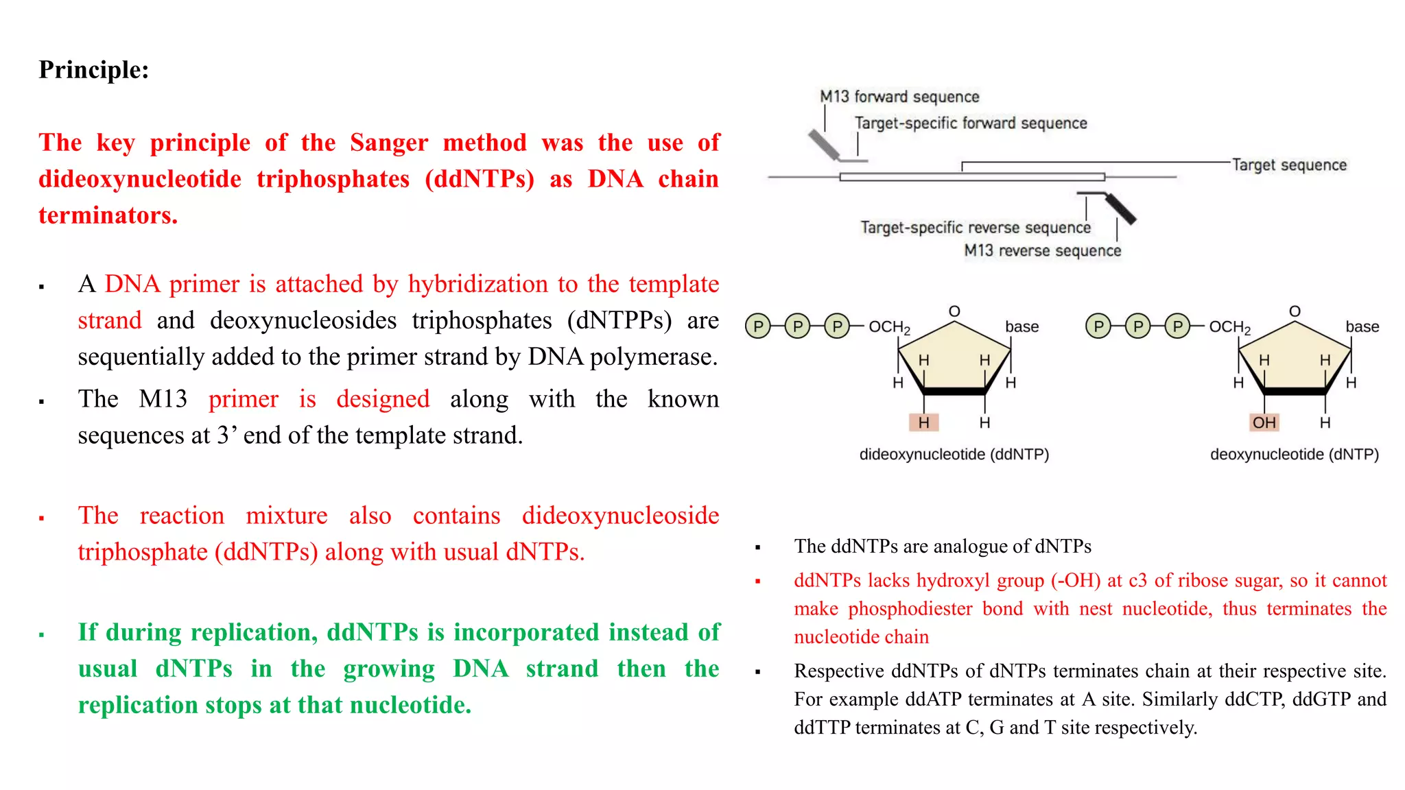 Lecture on DNA sequencing | PDF