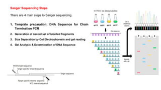 Lecture on DNA sequencing | PDF