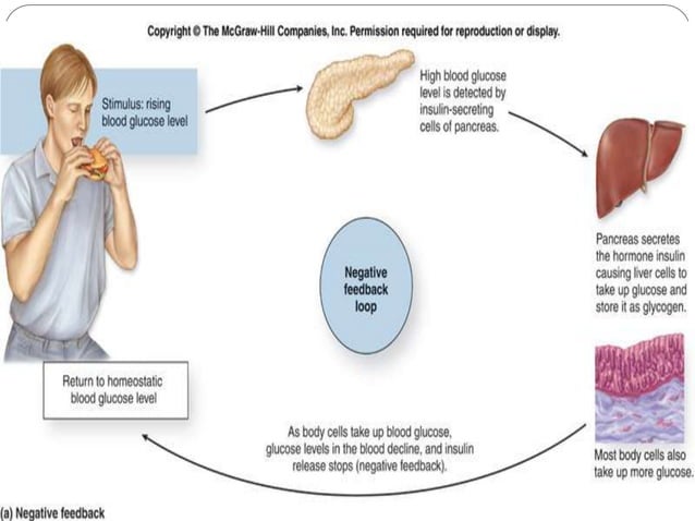Introduction to systemic Physiology lecture one | PPT