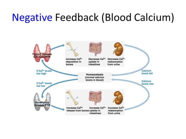 Introduction to systemic Physiology lecture one | PPT