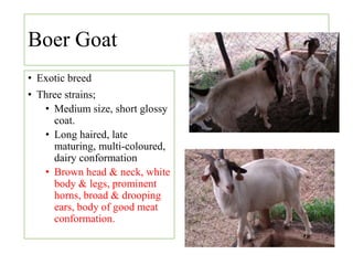 Lecture One: Goat Production and Management | PPTX