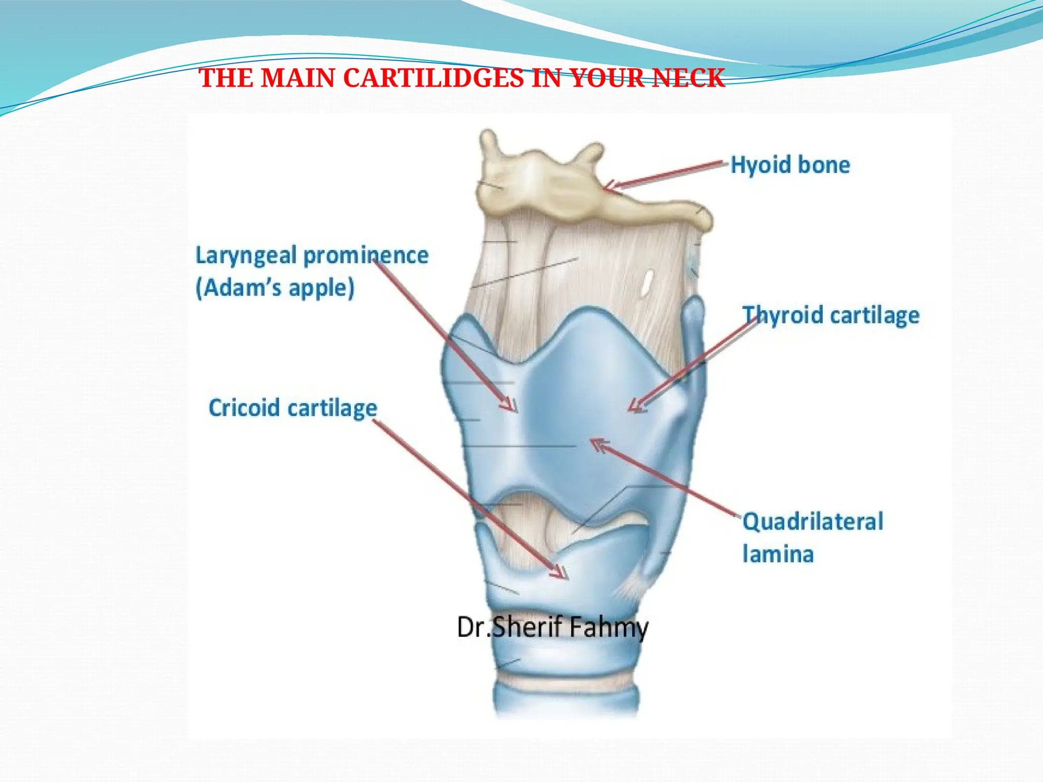 LECTURE ONE ANATOMY OF HEAD AND NECK AND NEURO ANATOMY.pptx
